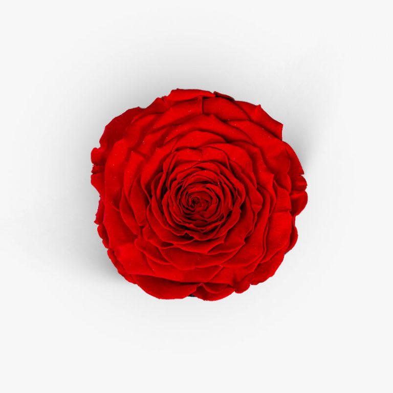 Szív | Vörös rózsa - világos box - The Prestige Roses